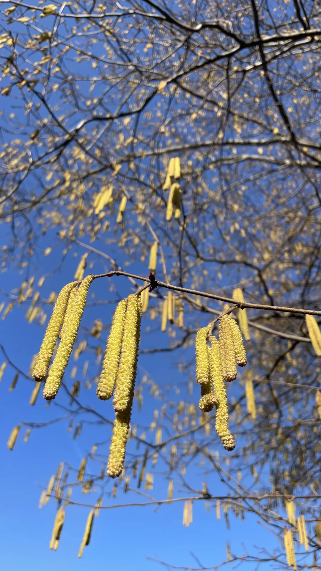 Premjera! MANE VADINA KALENDORIUM - Klaipėdos dramos teatras